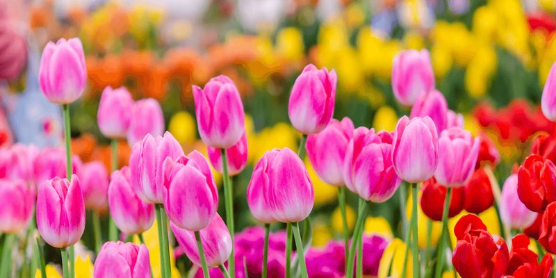 6 Tips for Handling Spring Allergies | Clover Health